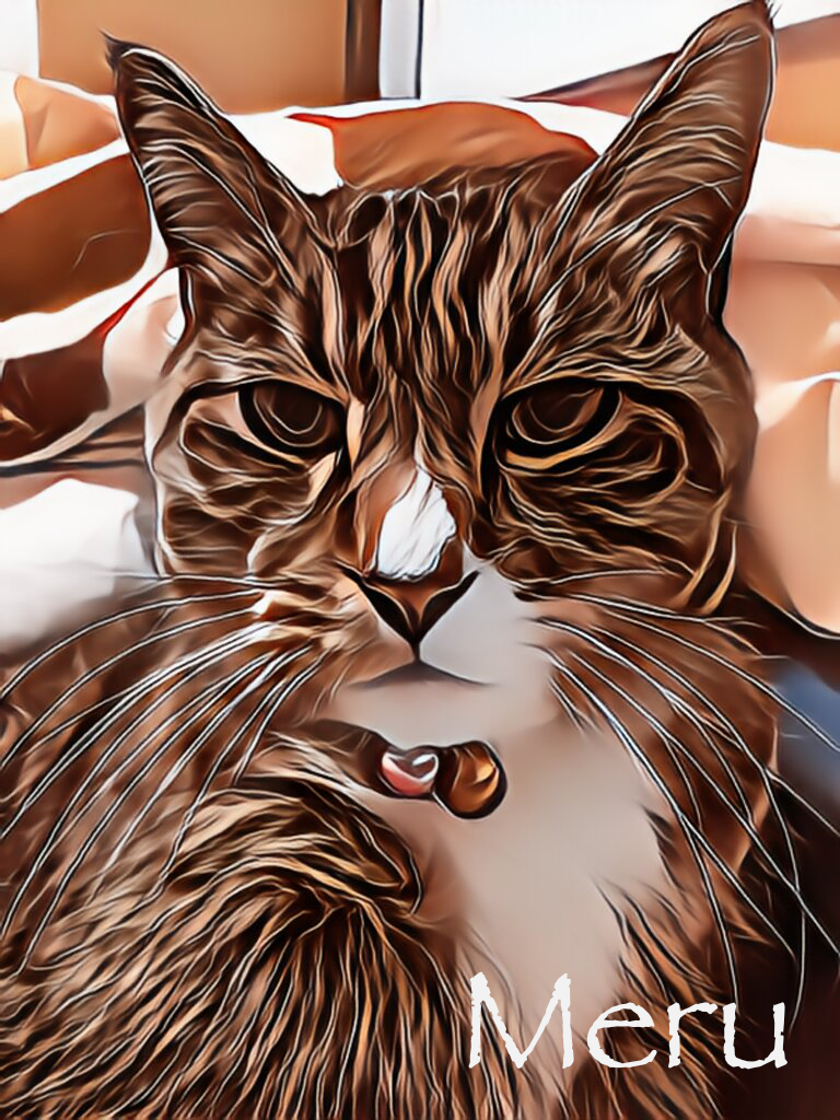 キャットメンバーのご紹介 - 【公式】SiriusCat.org - シリウスキャット.org